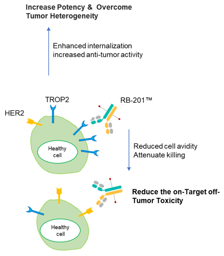 RB-201™: HER2/TROP-2 Bispecific ADC – Radiance Biopharma